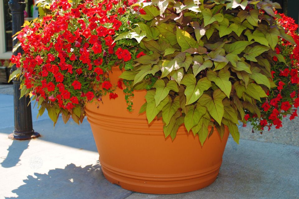 How to Keep Your Durable Tusco Planters in Top Condition | Tusco Products