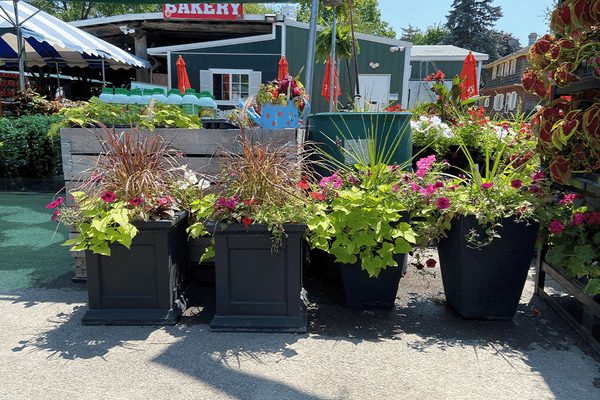 10 Plants for Large Scale Landscaping - Tusco Products