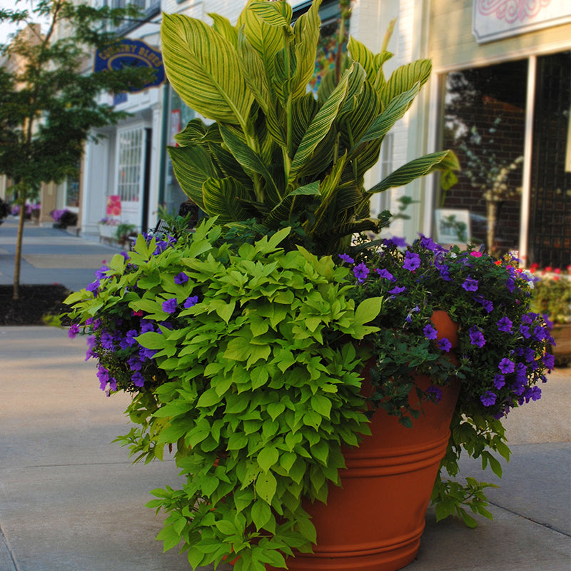 Tusco Products | Garden Planters